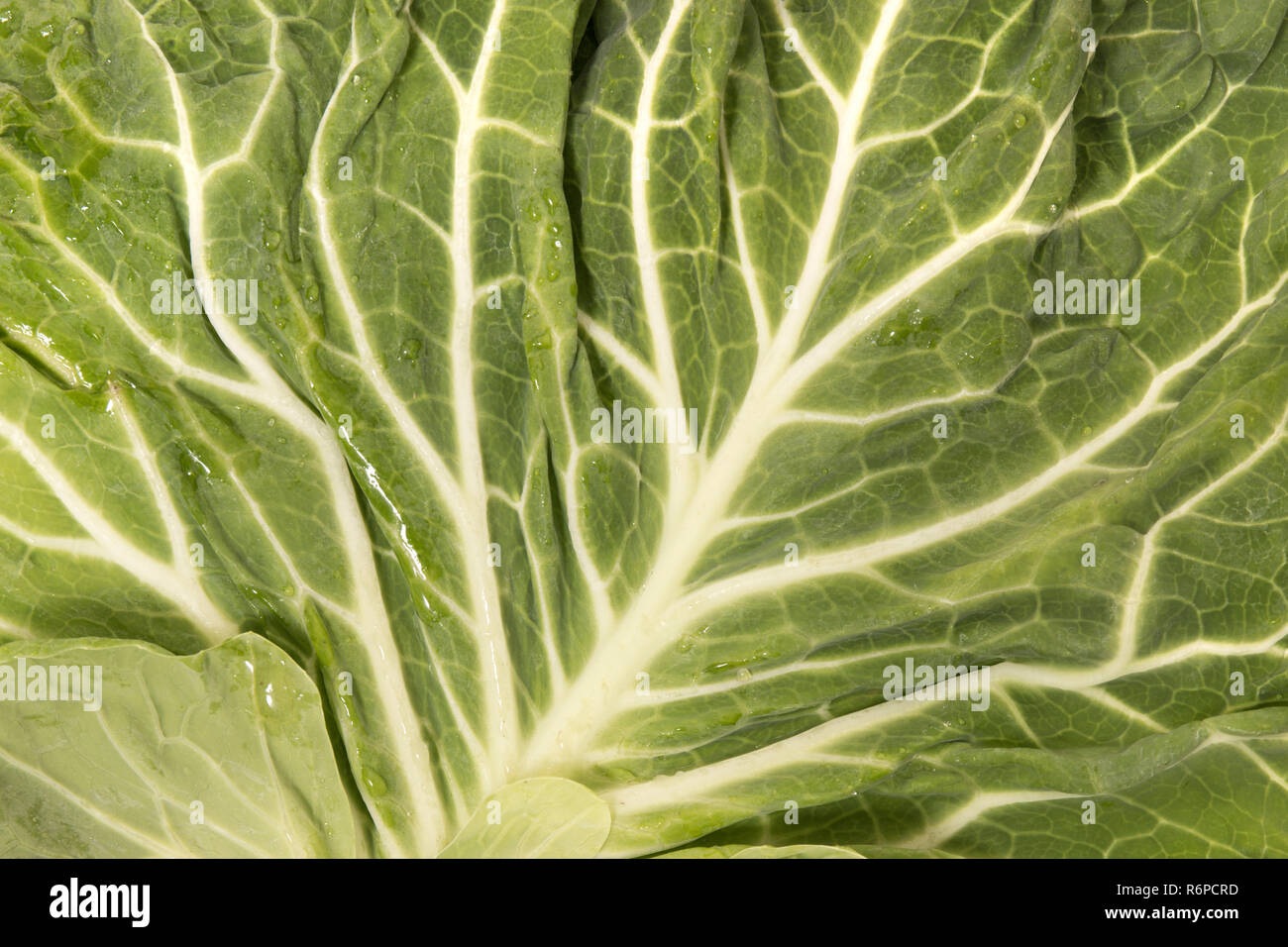 Green cabbage leaf Stock Photo - Alamy