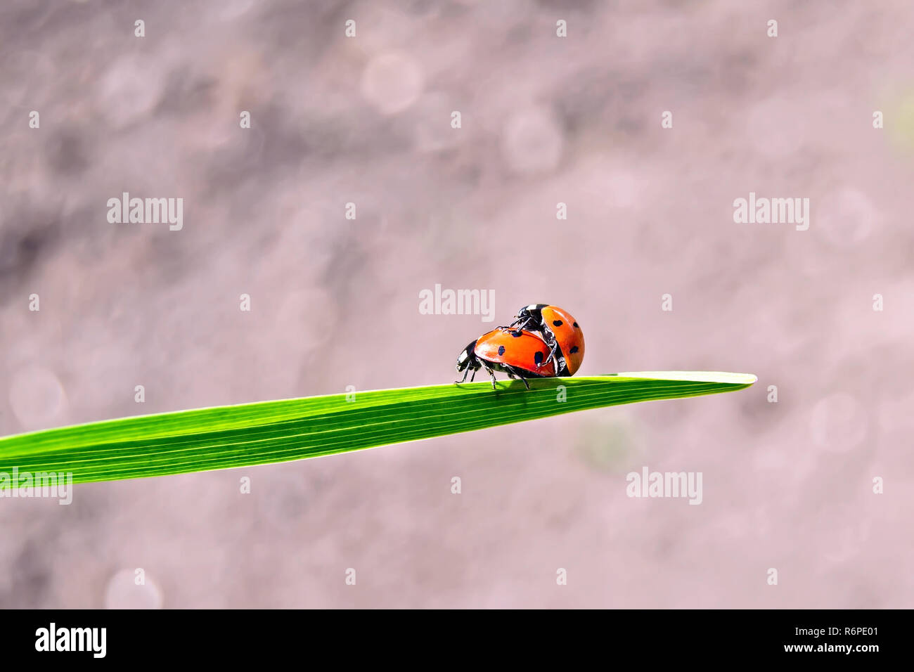 Ladybugs on background of soil Stock Photo - Alamy