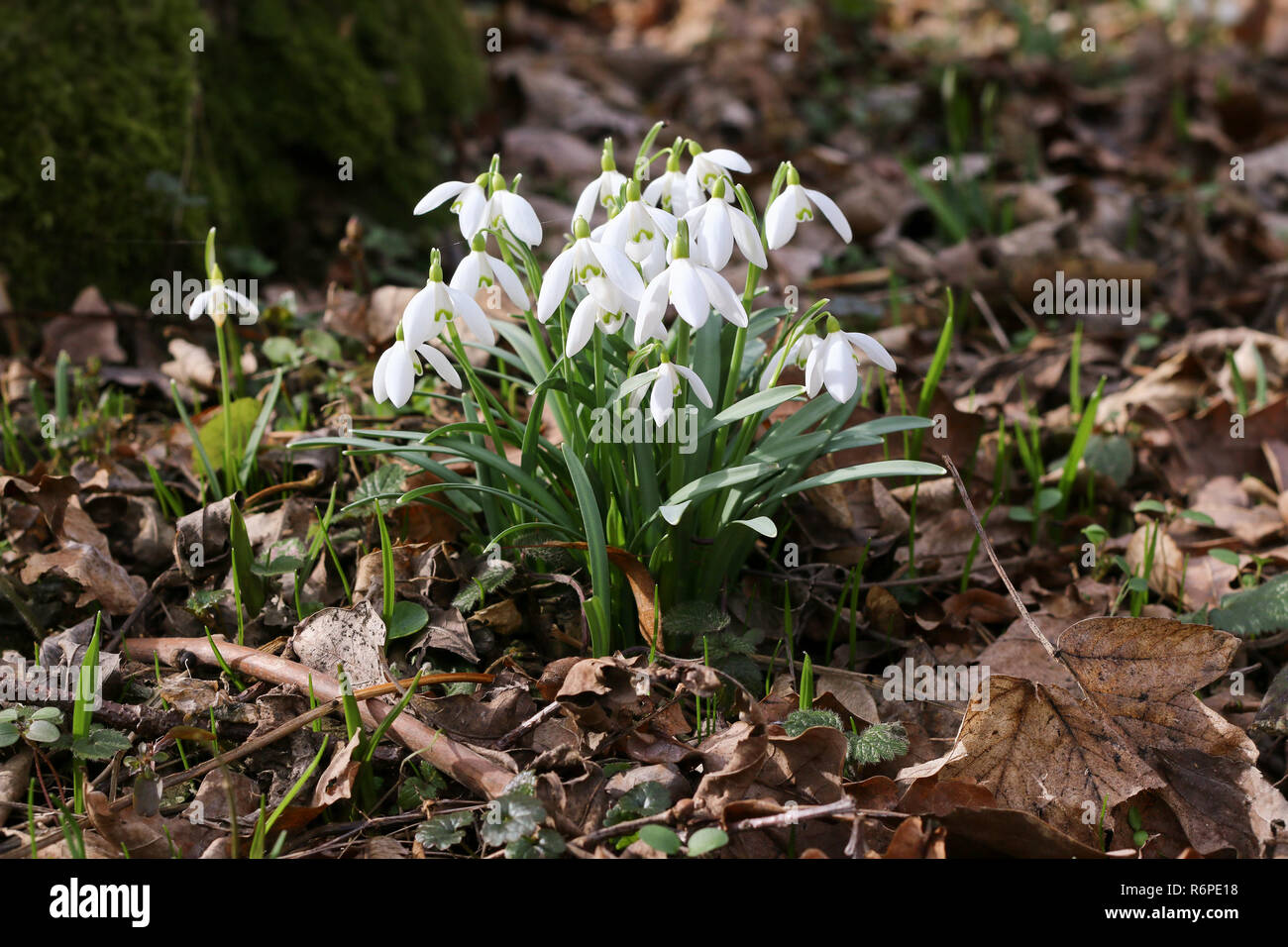 Detail of the bunch of purification flowers Stock Photo - Alamy