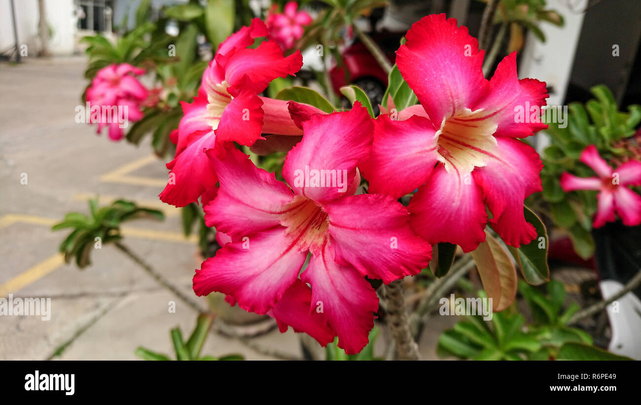 Bouquet of Adenium flowers Stock Photo - Alamy