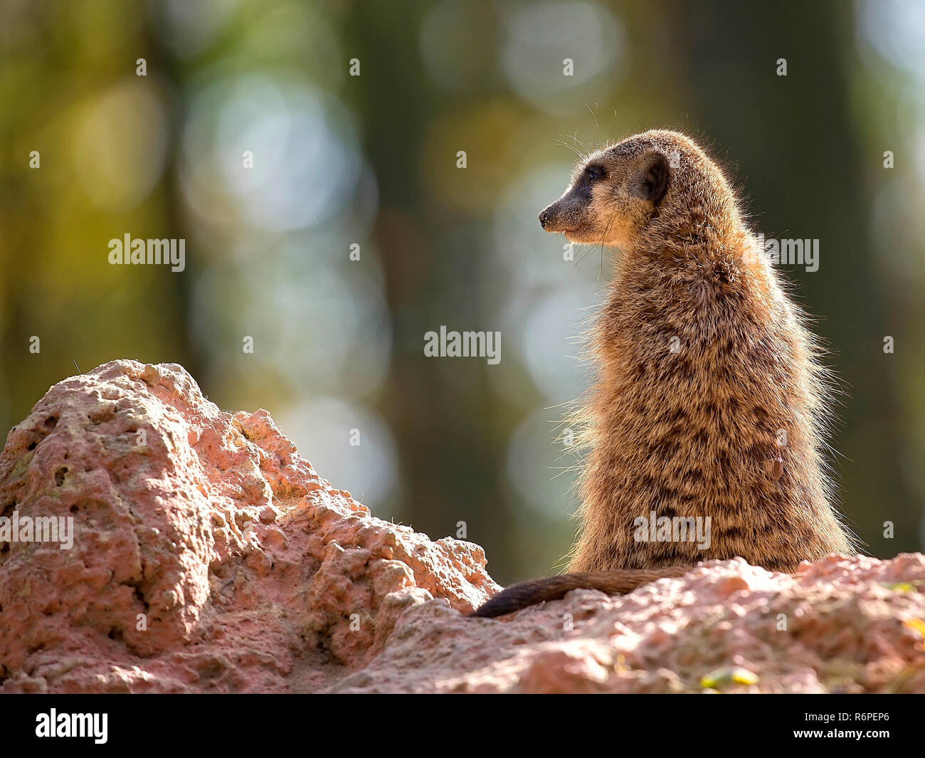 Team meerkat hi-res stock photography and images - Alamy