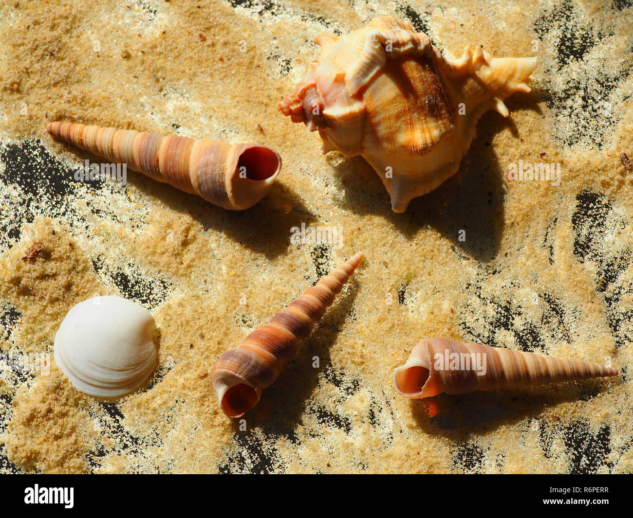 Muschelkollage hi-res stock photography and images - Alamy