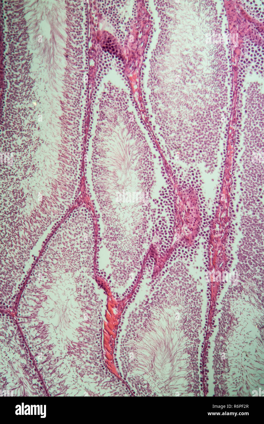 Gonaden hi-res stock photography and images - Alamy