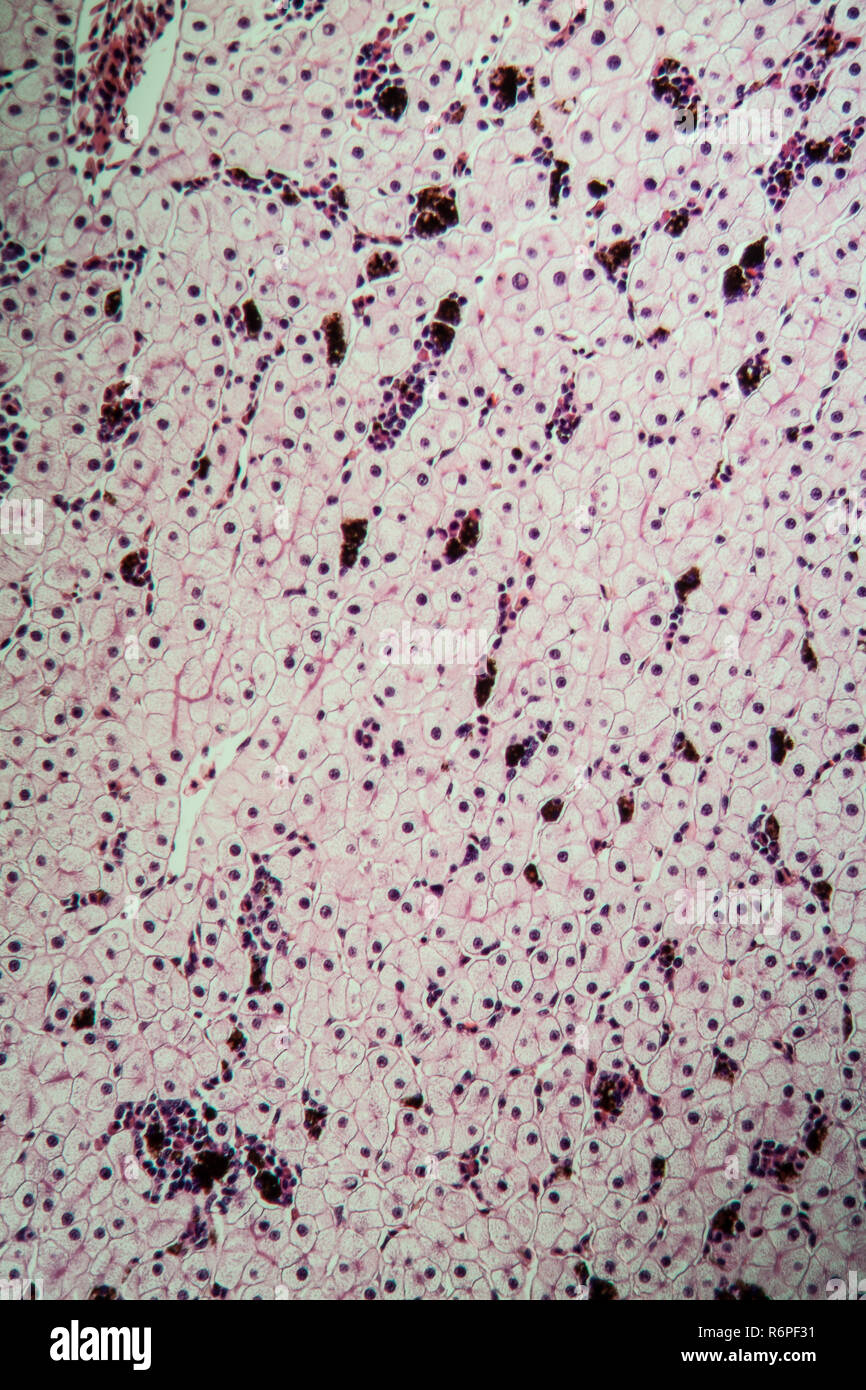 axolotl liver cells under the microscope Stock Photo - Alamy