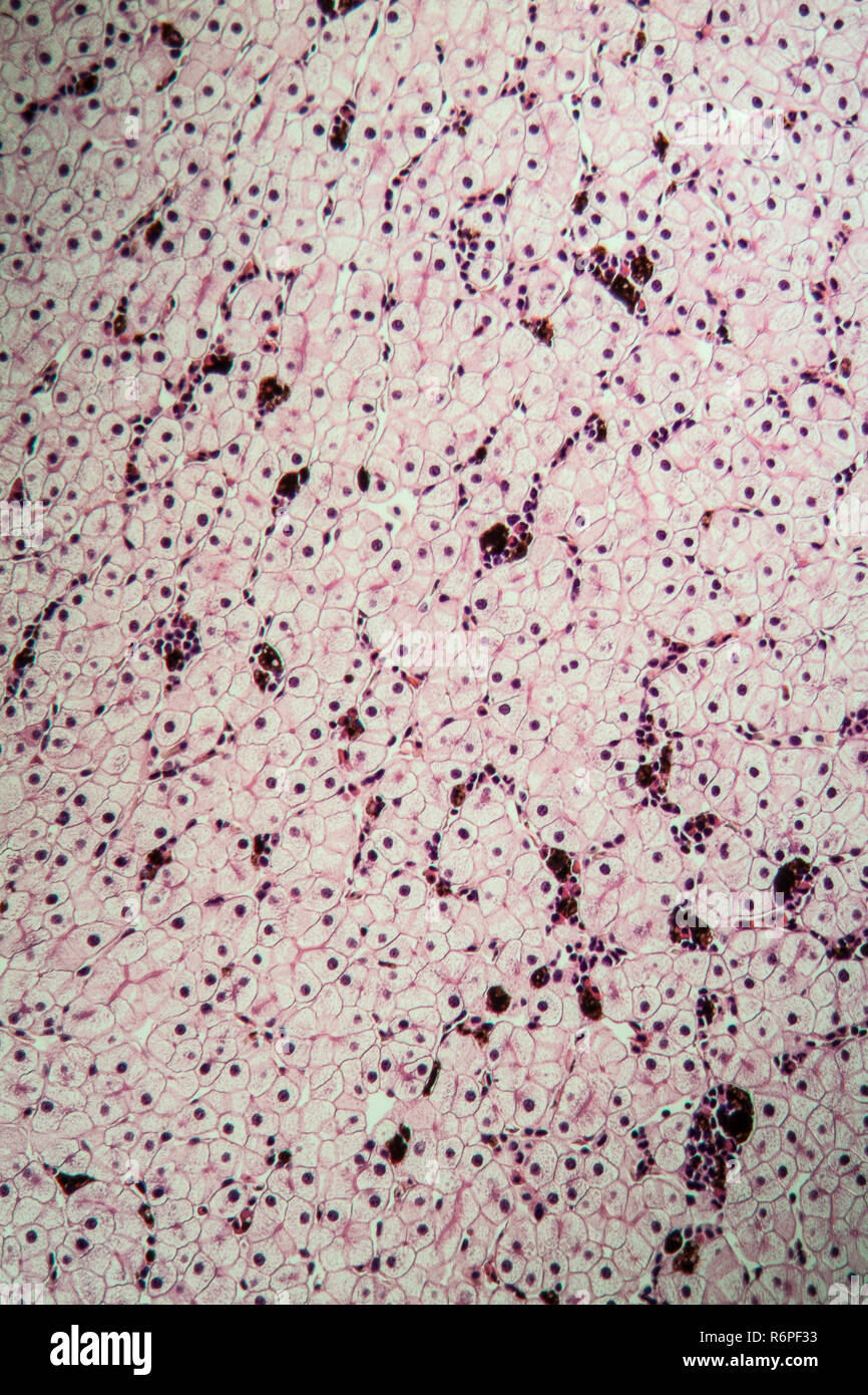 Liver Cell Under Microscope