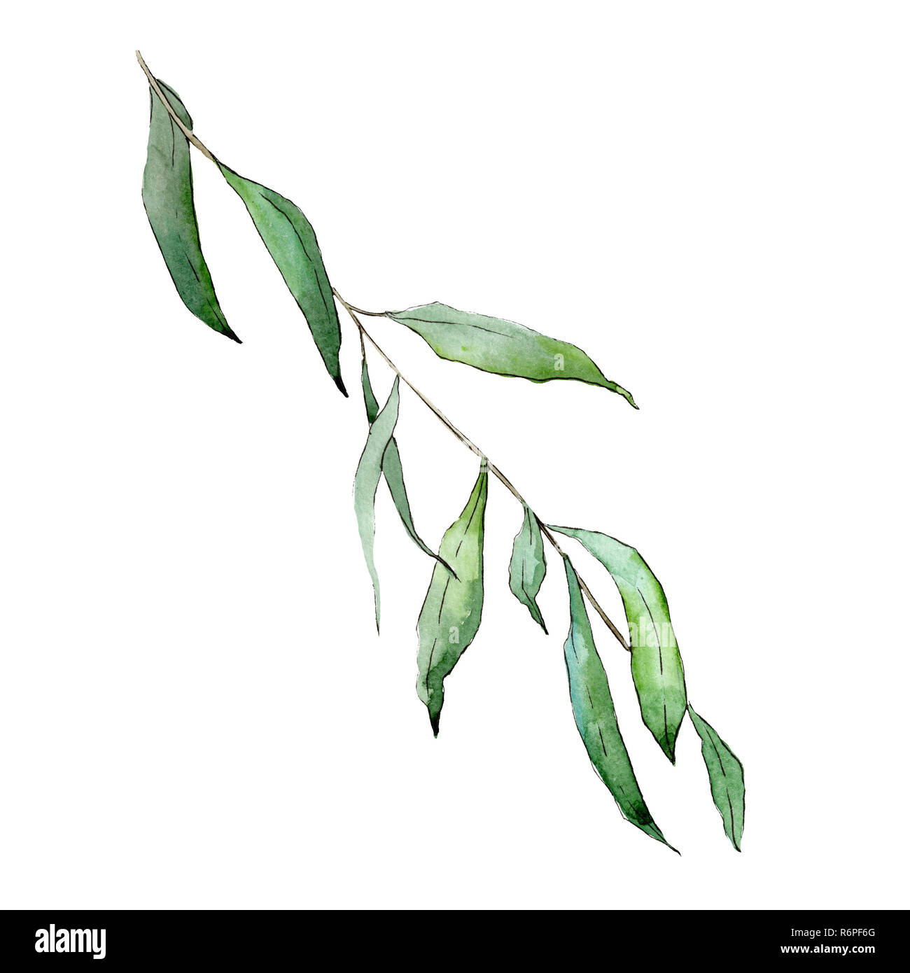 Isolated Willow branches illustration element. Watercolor background ...