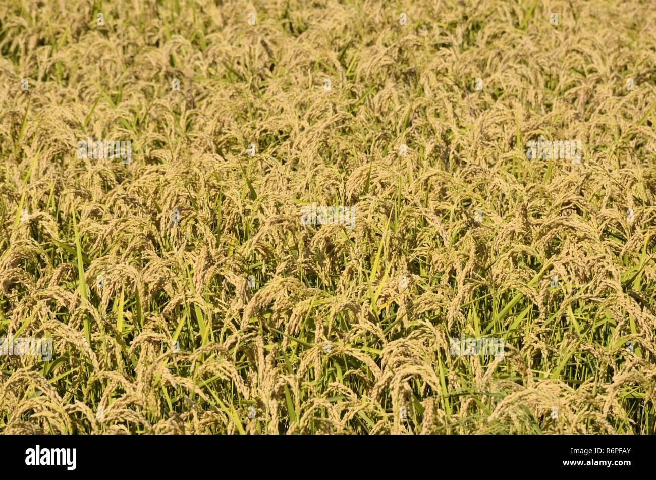 Autumn rice field Stock Photo - Alamy