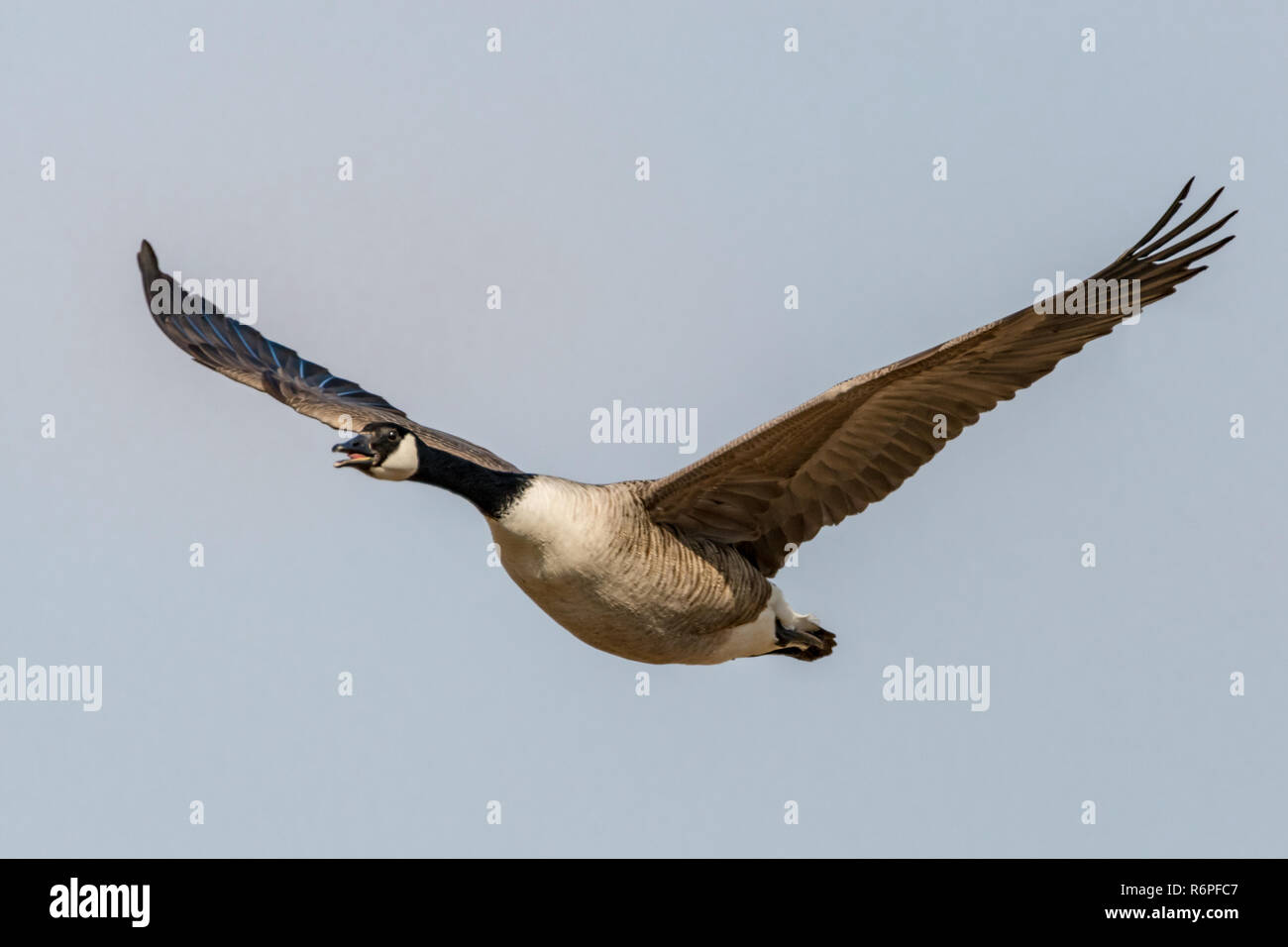 flying and screaming canada goose in front of blue sky Stock Photo - Alamy