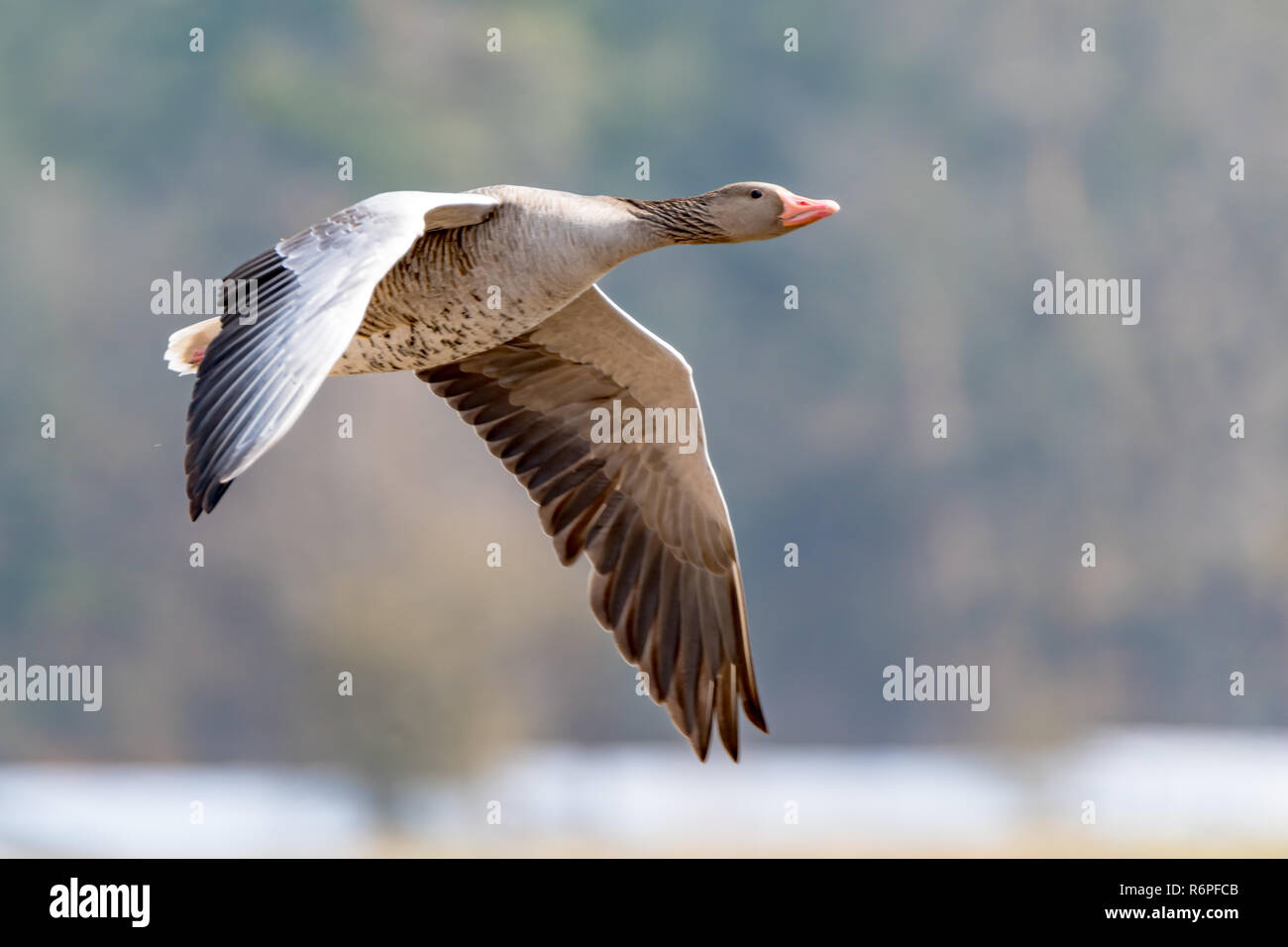 Snow goose wing feathers hi-res stock photography and images - Alamy