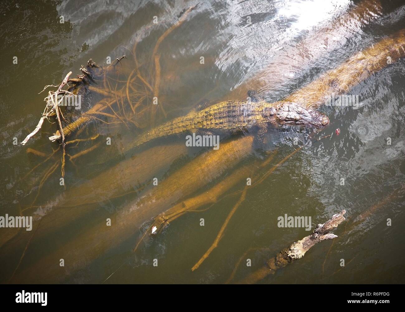 Adult American Alligator Stock Photo - Alamy