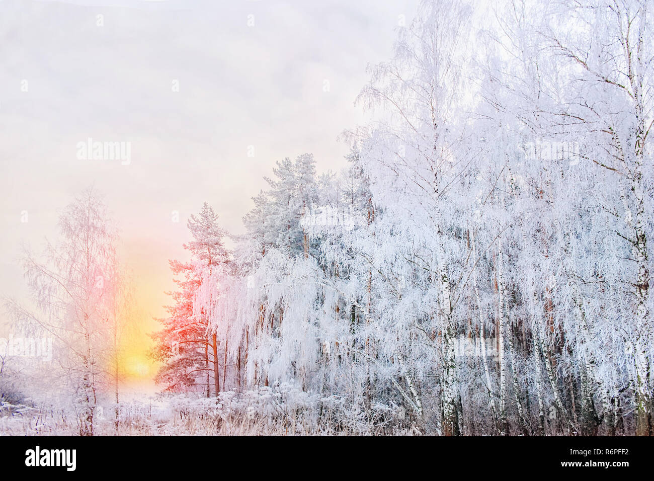 Winter Christmas stage background with copy space. Snow landscape with ...