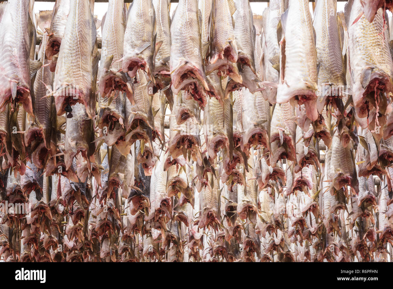 Cod fish (codfish) drying on wooden racks. Stockfish from Lofoten world ...
