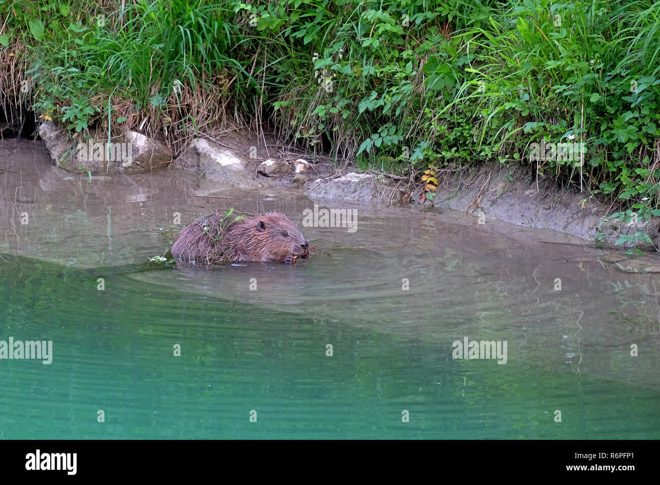 Attractive beaver hi-res stock photography and images - Alamy