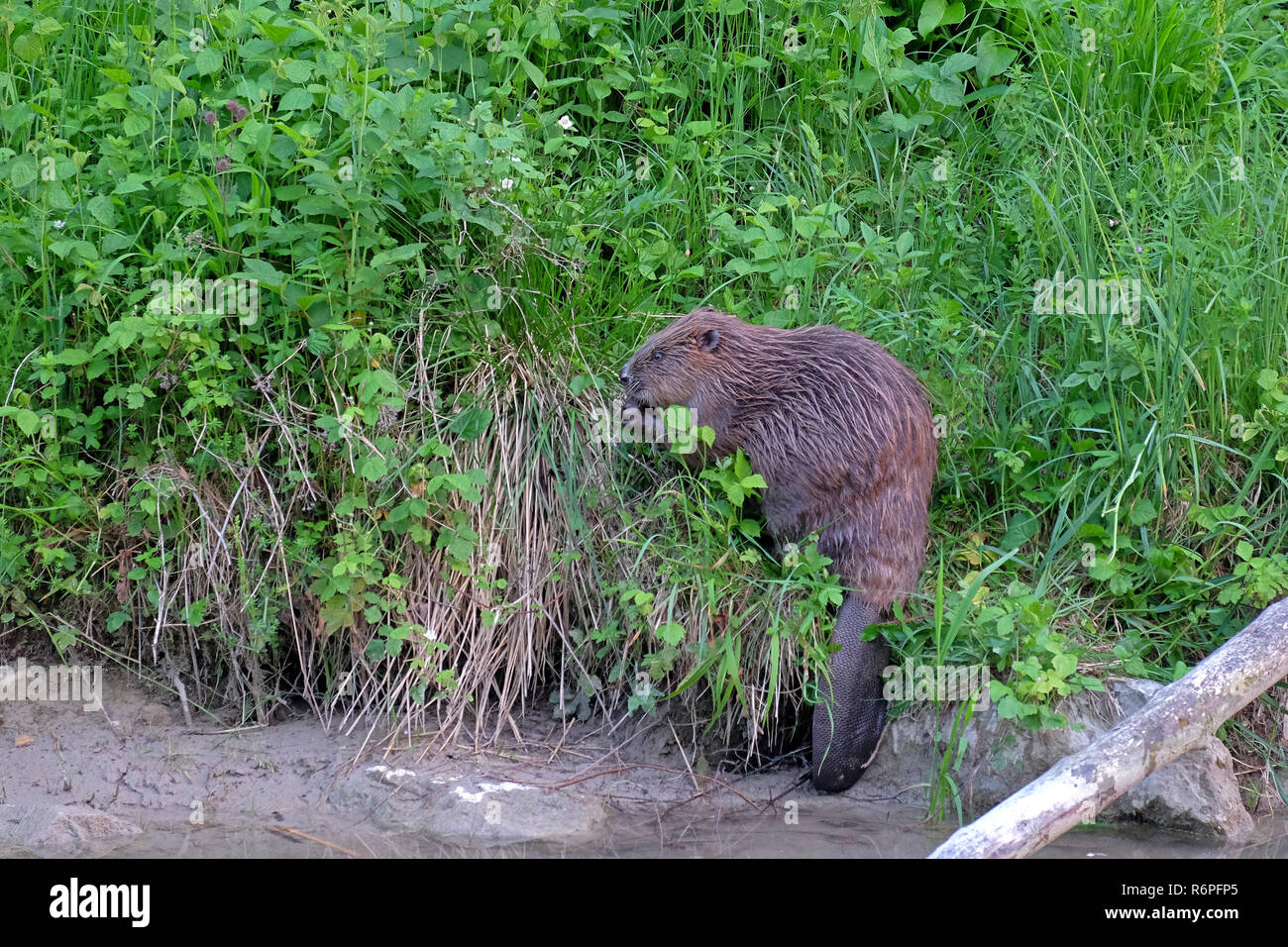beavers eating in the wild Stock Photo - Alamy