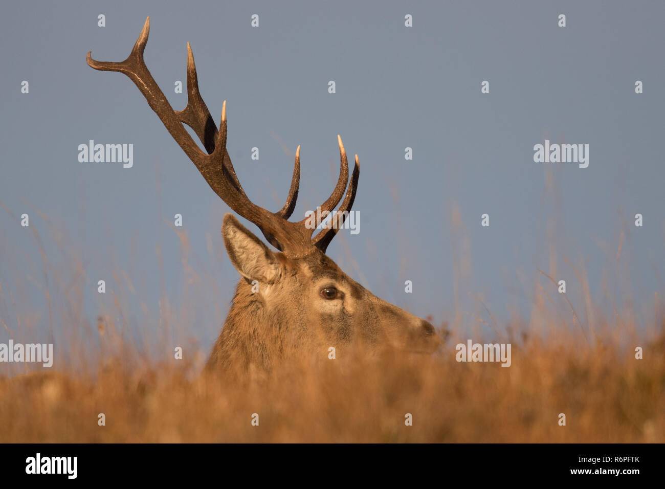 Red deer imperial stag scotland hi-res stock photography and images - Alamy