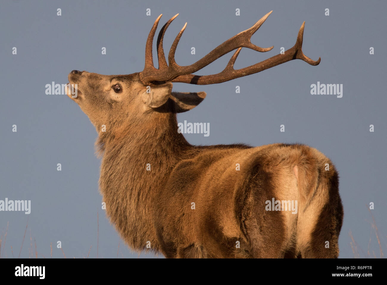 Red deer imperial stag scotland hi-res stock photography and images - Alamy