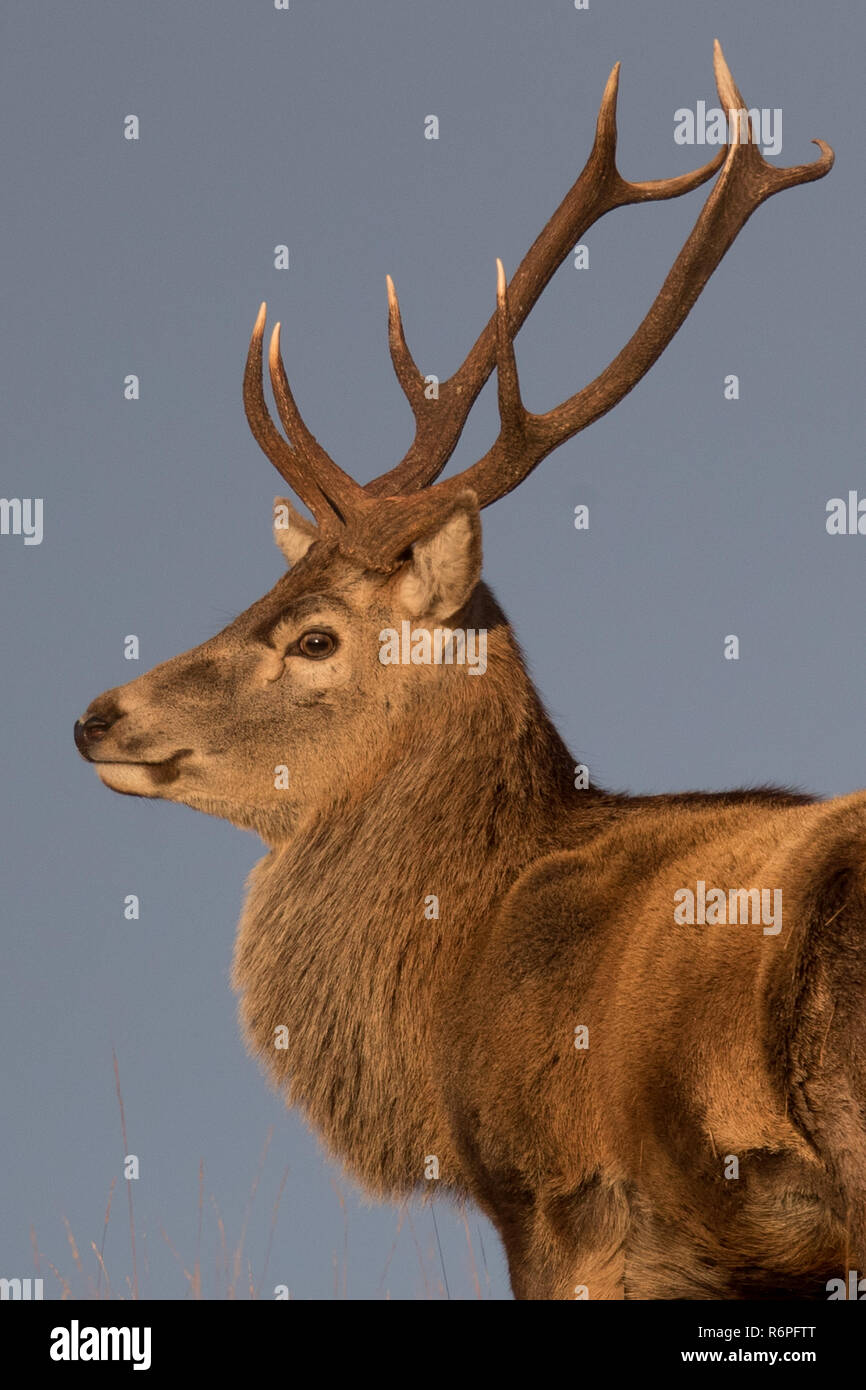 Red deer stags in the rutting season in the Scottish Highlands Stock ...