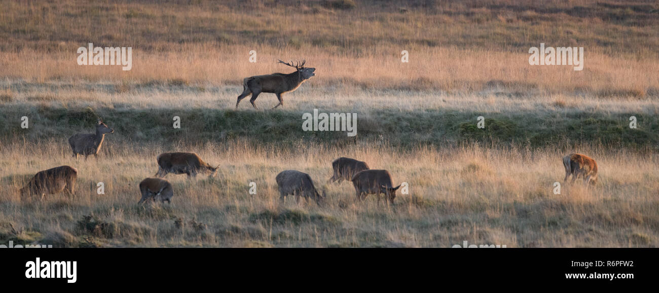 Red deer stags in the rutting season in the Scottish Highlands Stock ...