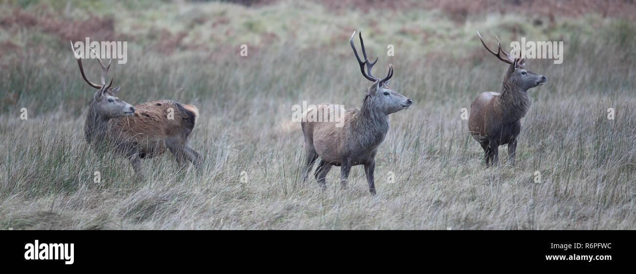 Red stag roaring scotland hi-res stock photography and images - Alamy