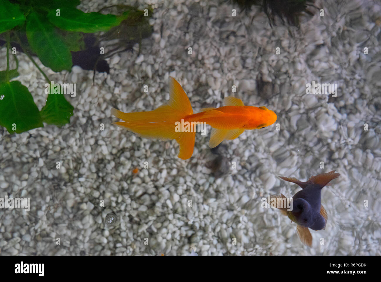 Fantail and Black Moor goldfish Stock Photo - Alamy