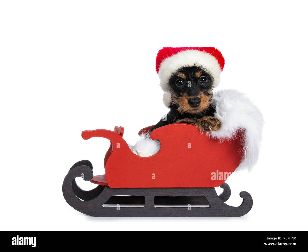 Dog in santa sleigh Cut Out Stock Images & Pictures - Alamy