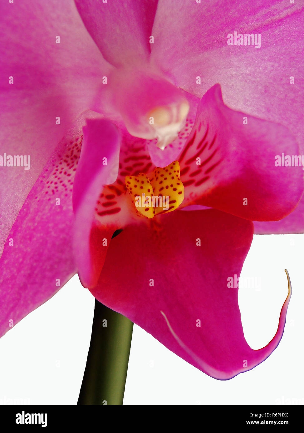 Orchideen details hi-res stock photography and images - Alamy