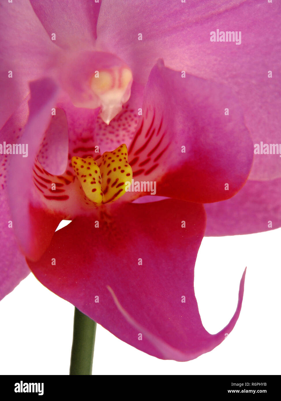 Side view pink orchid macro hi-res stock photography and images - Alamy