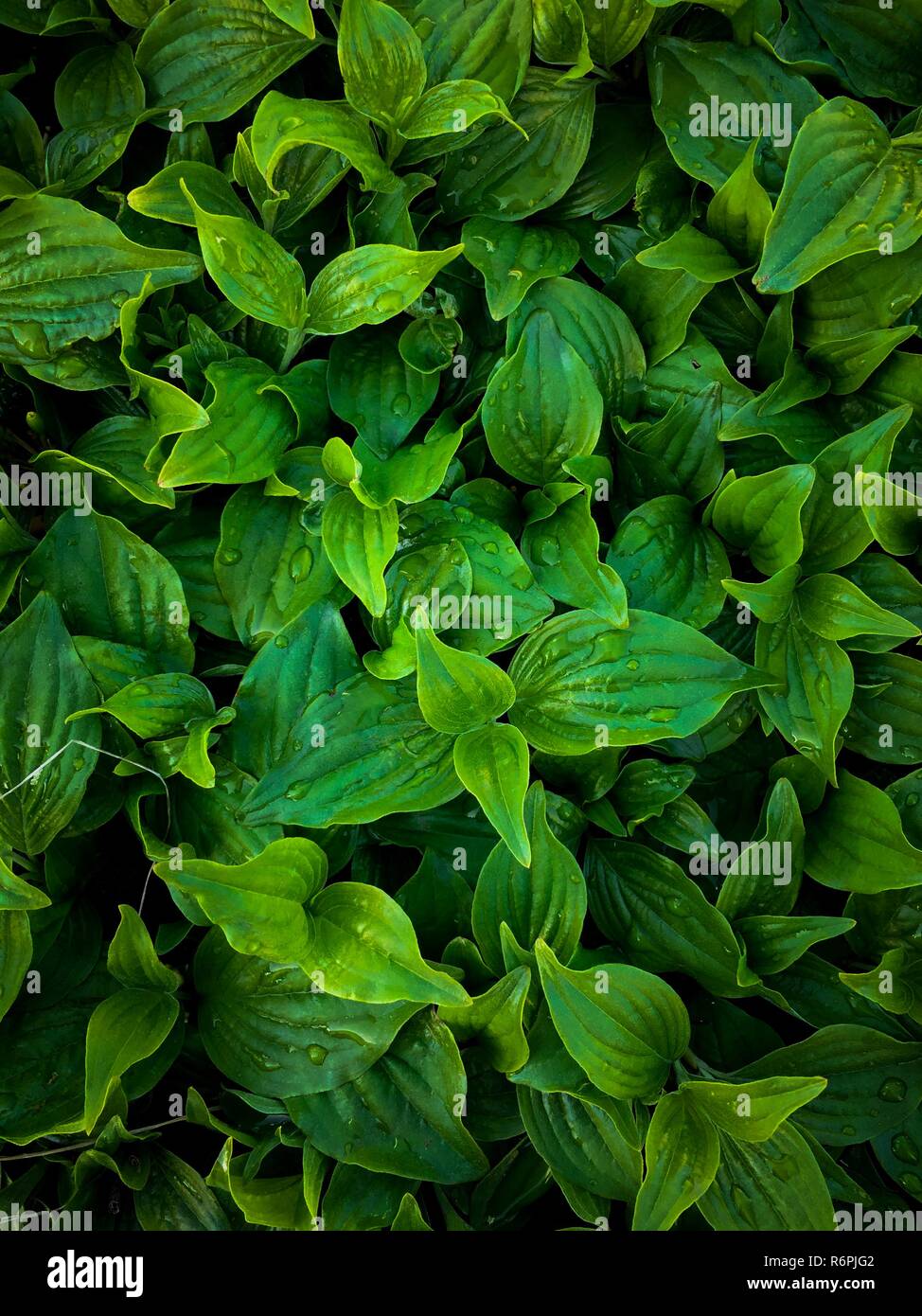the green plants leaves texture in the garden Stock Photo - Alamy