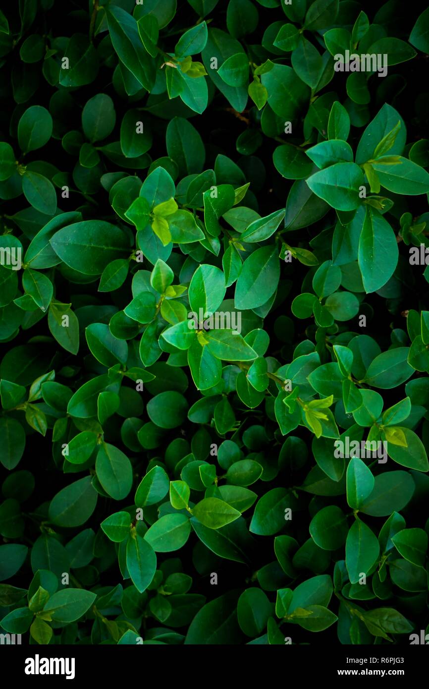 the green plants leaves texture in the garden Stock Photo - Alamy