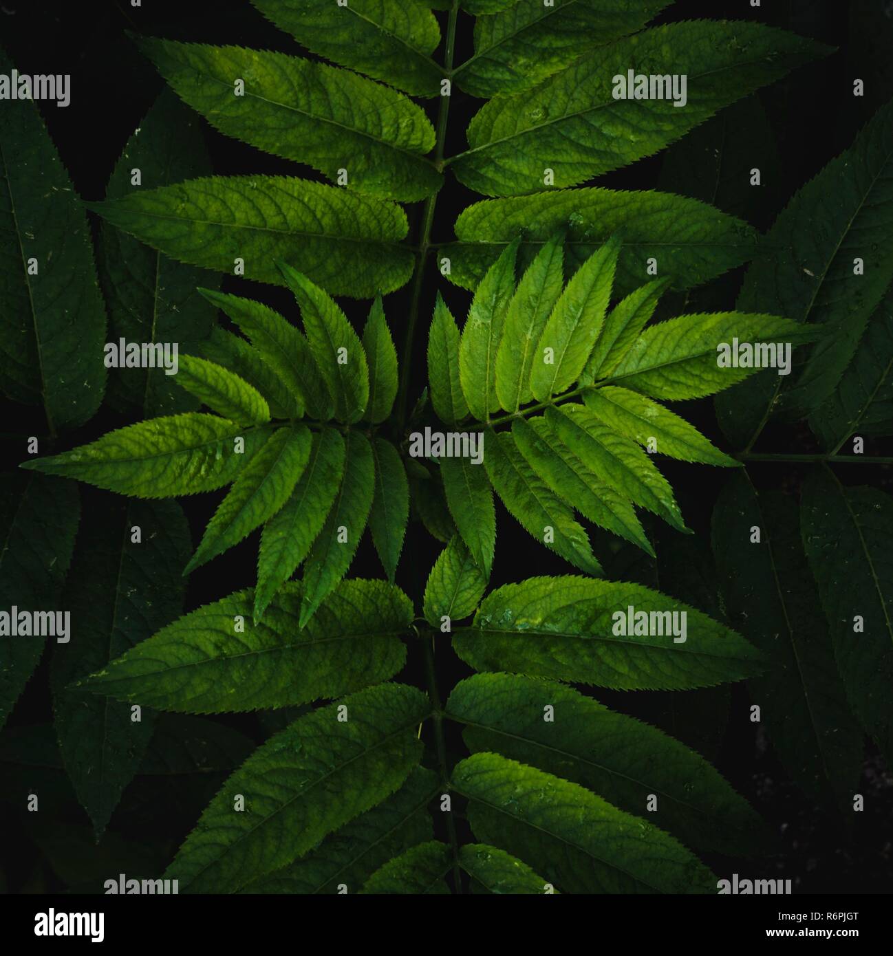 the green plants leaves texture in the garden Stock Photo - Alamy