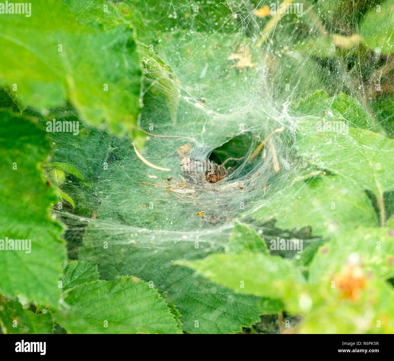 Funnel Webs Stock Photos & Funnel Webs Stock Images - Alamy