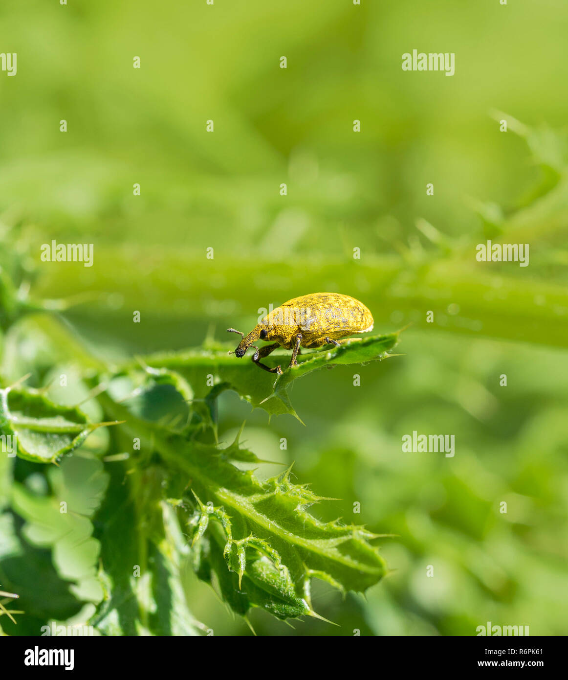 yellow weevil beetle Stock Photo - Alamy