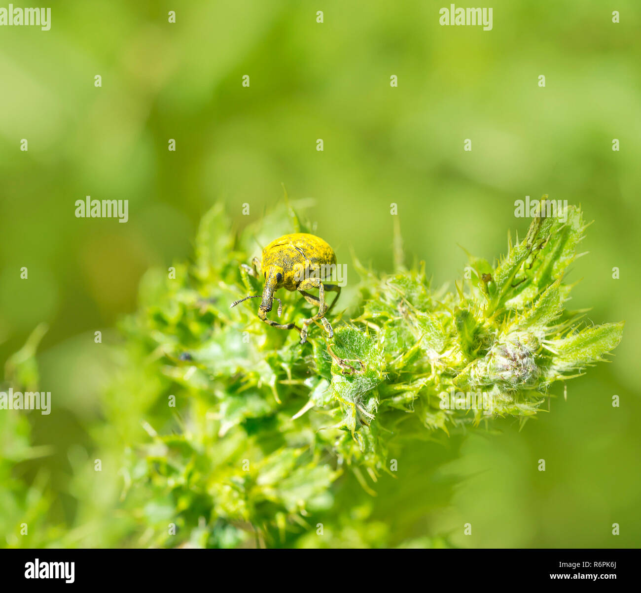 yellow weevil beetle Stock Photo - Alamy