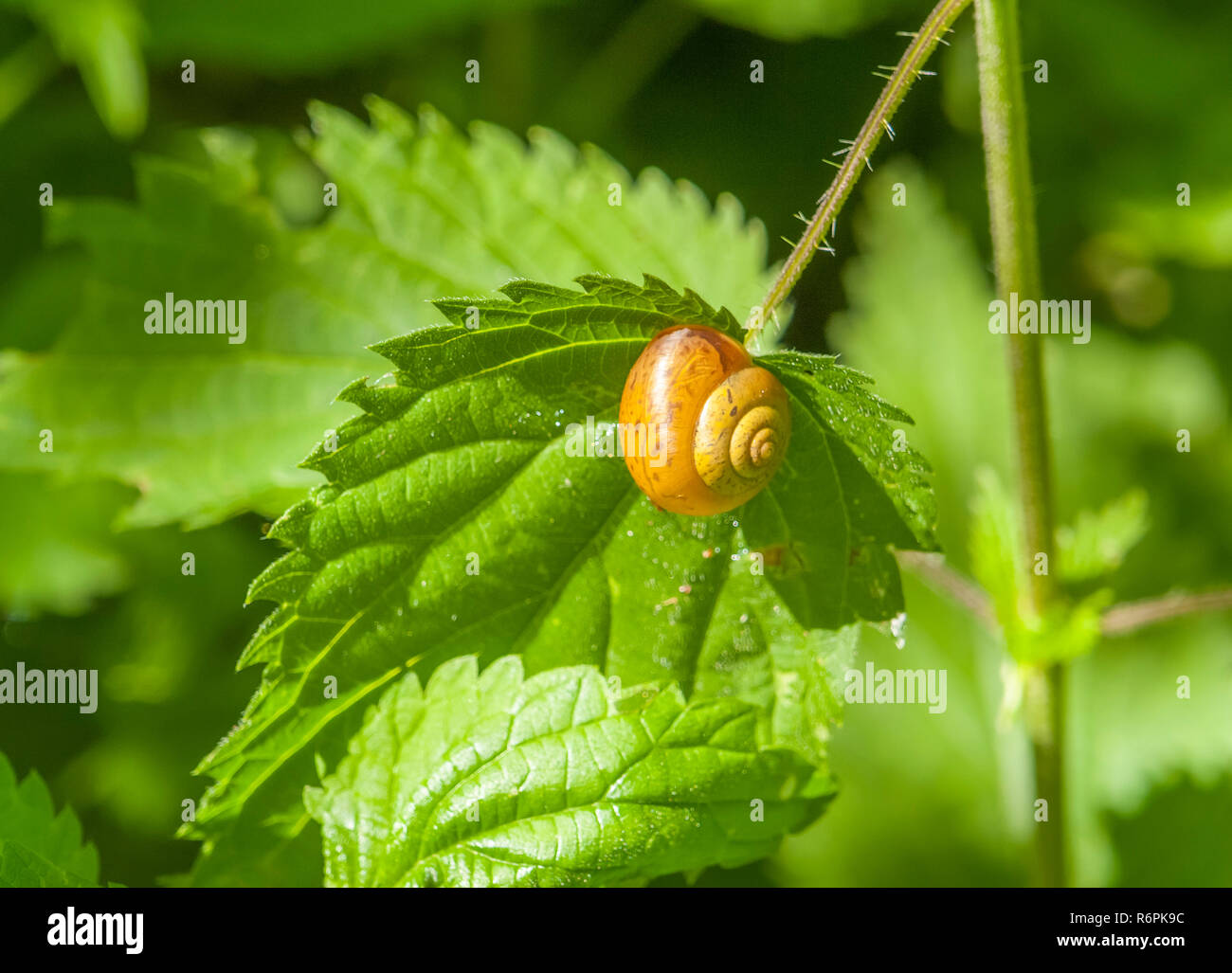 sunny snail shell Stock Photo - Alamy