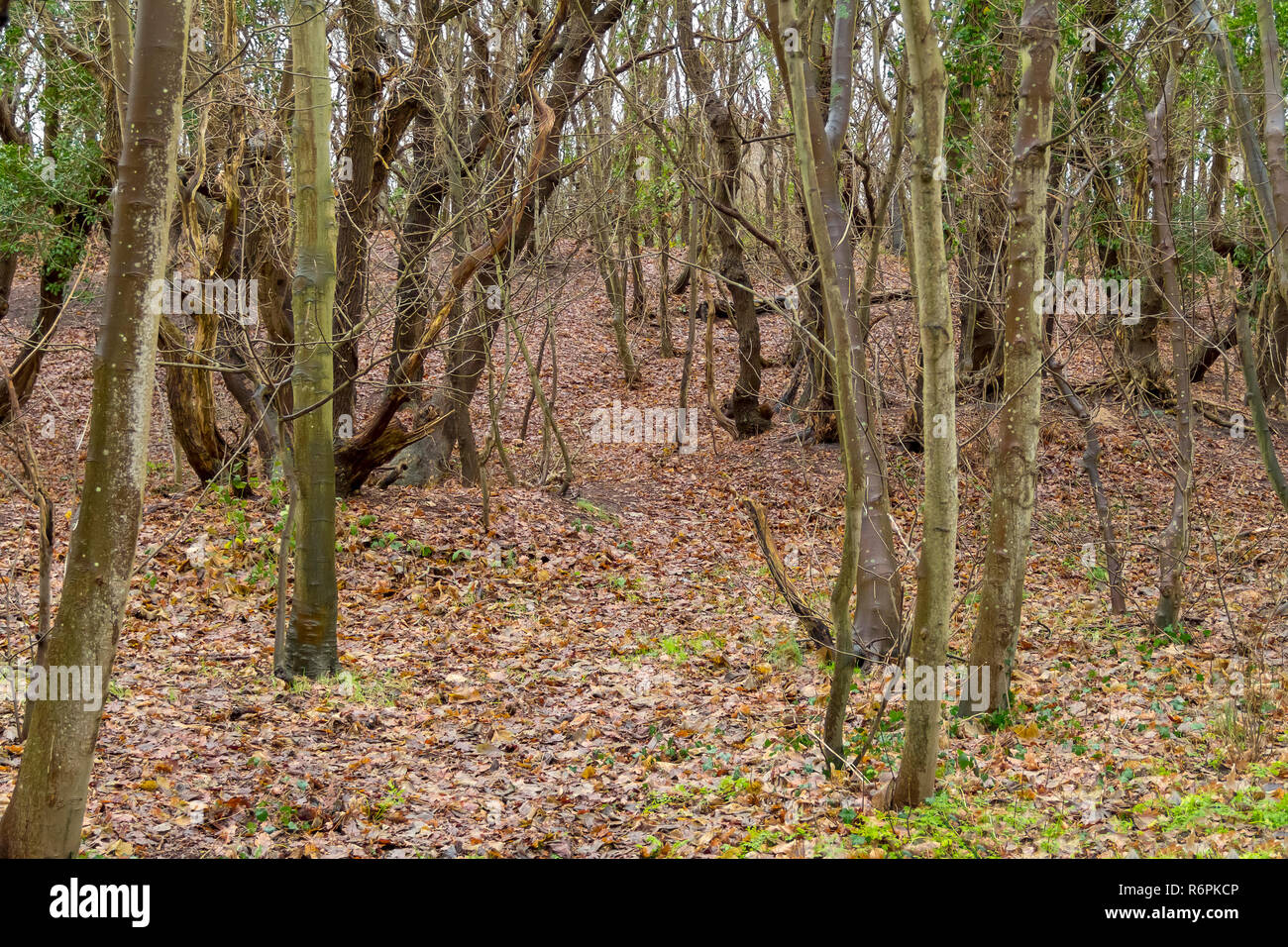 coastal forest scenery Stock Photo - Alamy