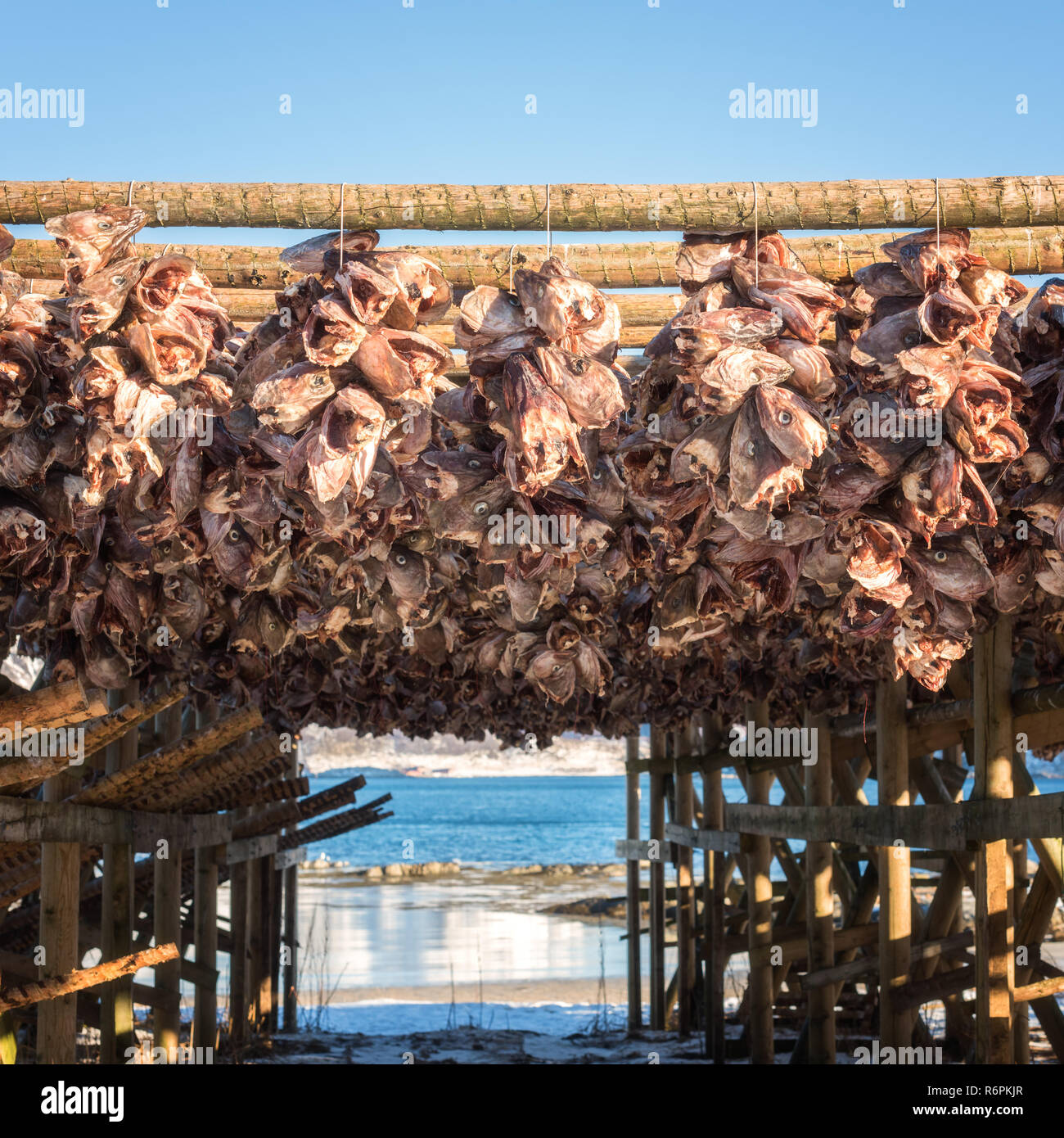 Cod fish (codfish) heads drying on wooden racks. Stockfish from Lofoten ...