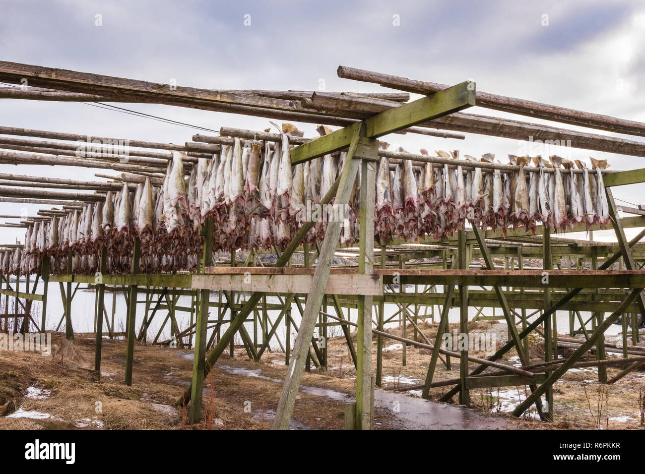 Cod fish (codfish) drying on wooden racks. Stockfish from Lofoten world ...