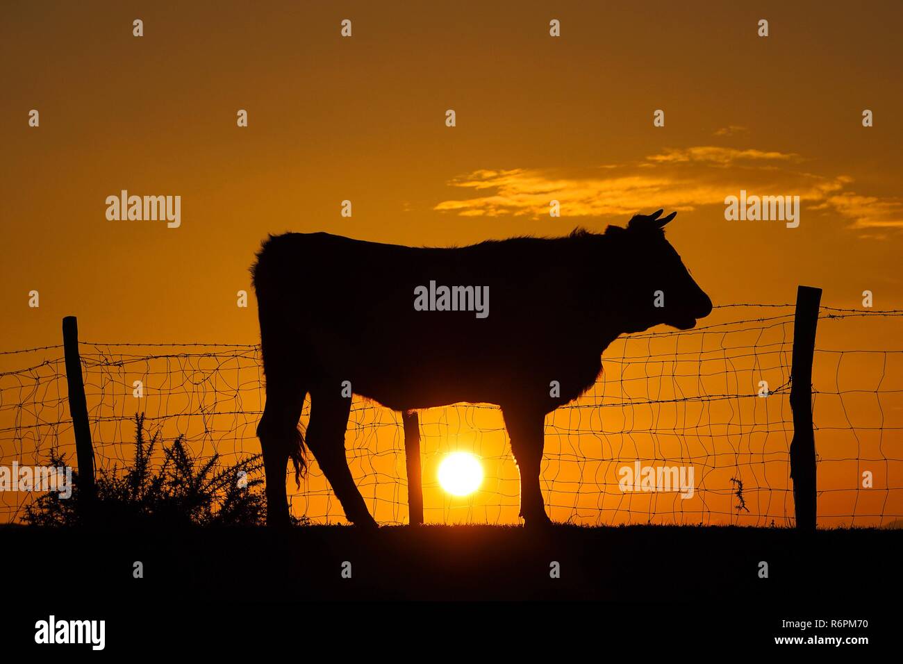 Cow silhouette sunset hi-res stock photography and images - Alamy