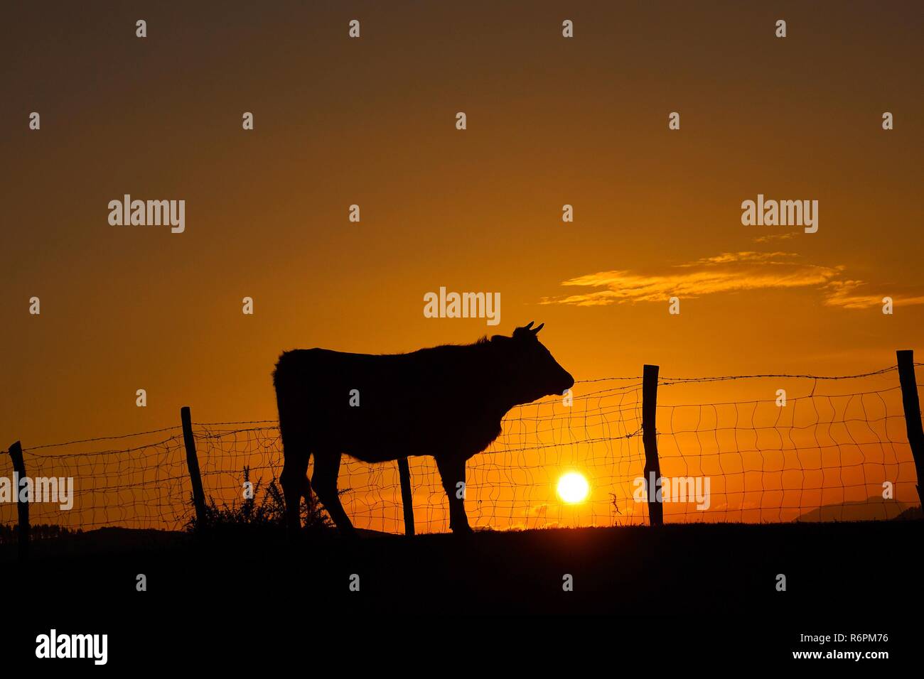 the cow and sunset in the mountain Stock Photo - Alamy
