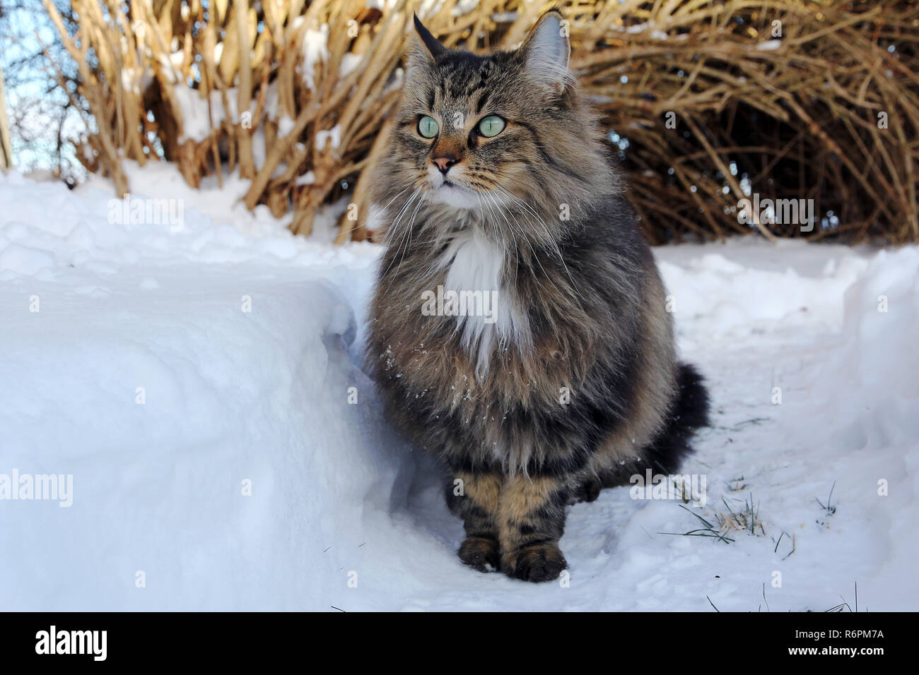 Norwegian forest cat play hi-res stock photography and images - Alamy