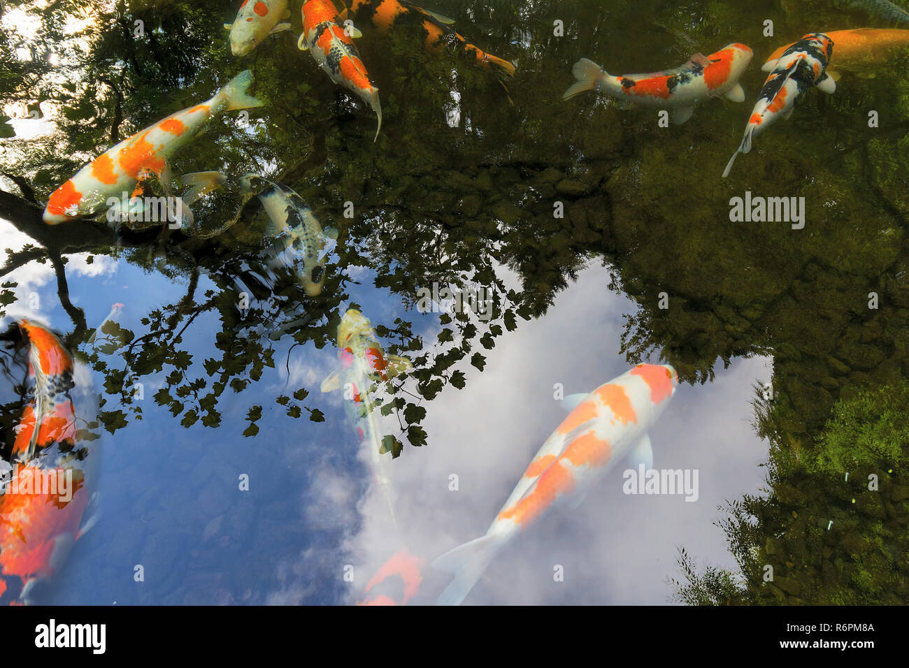 Koi Pond Reflection Stock Photo - Alamy