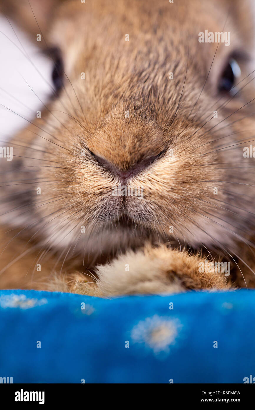 Cute little bunny Stock Photo - Alamy