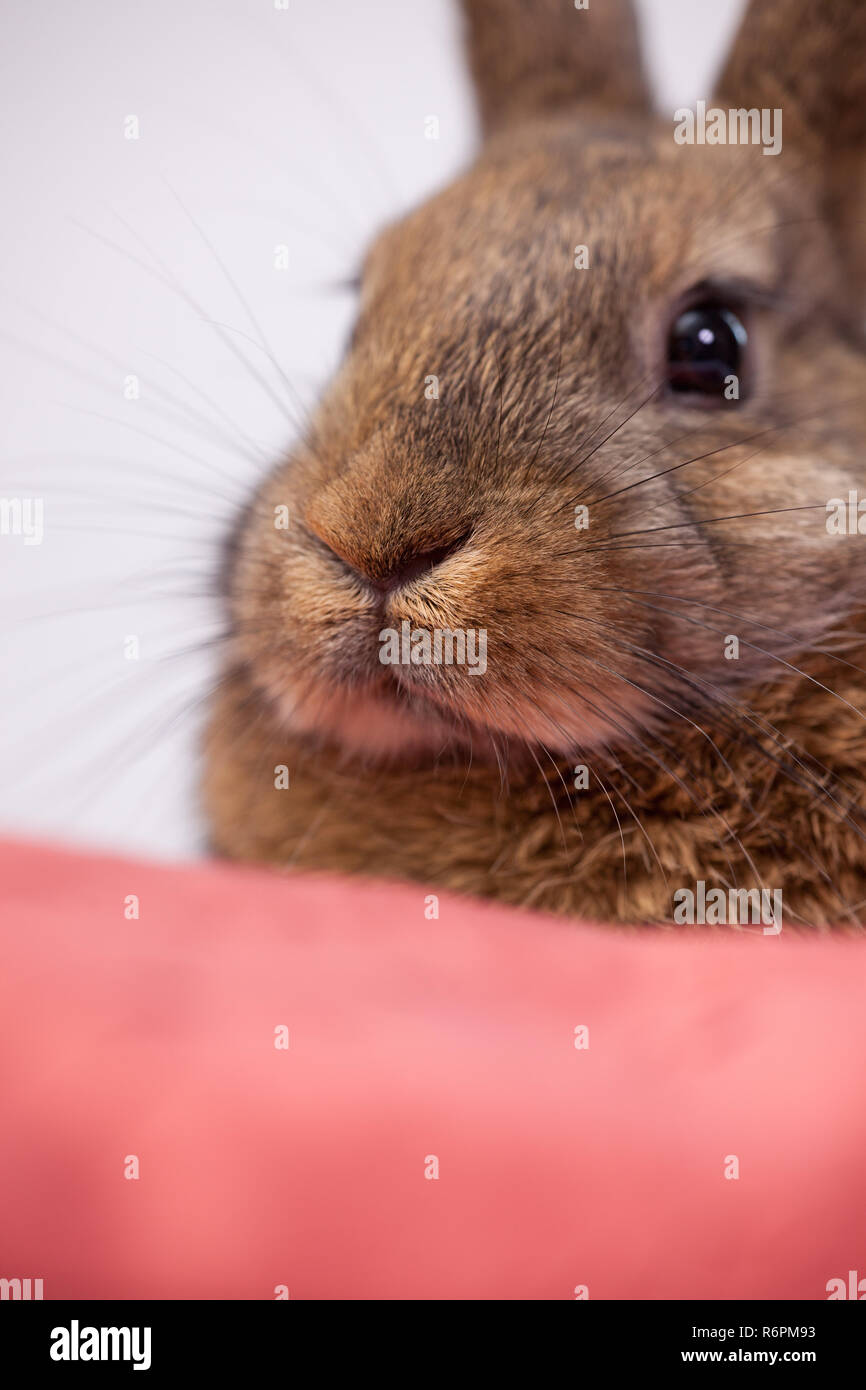 Cute little bunny Stock Photo - Alamy