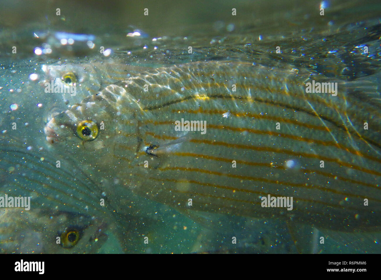 Wild fish Salema / Sarpa salpa in the ocean Stock Photo - Alamy