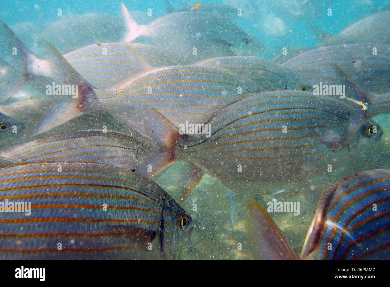 Wild fish Salema / Sarpa salpa in the ocean Stock Photo - Alamy