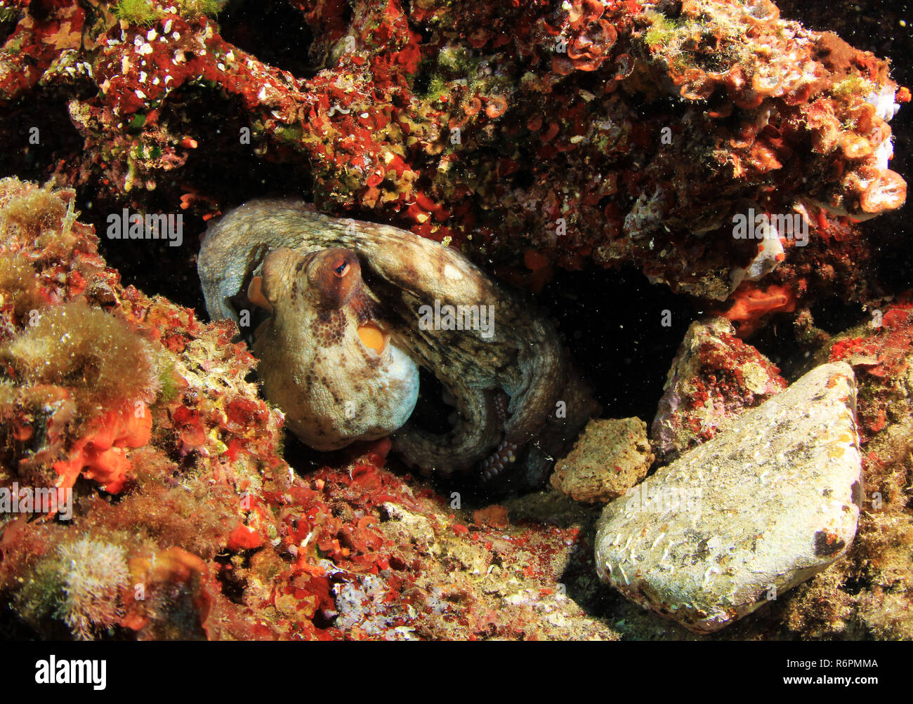 Octopus swimming wild hi-res stock photography and images - Alamy