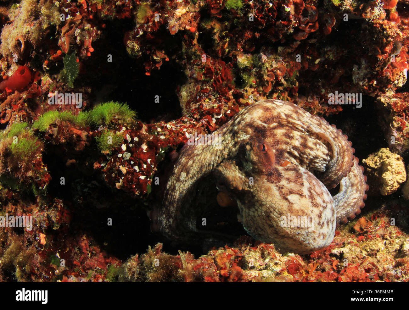 Wild octopus in Mediterranean Sea Stock Photo - Alamy