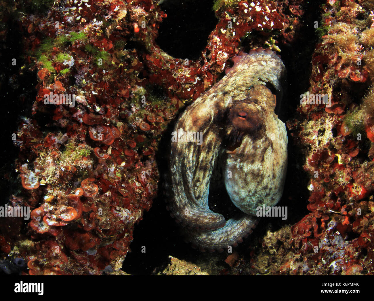 Octopus swimming wild hi-res stock photography and images - Alamy
