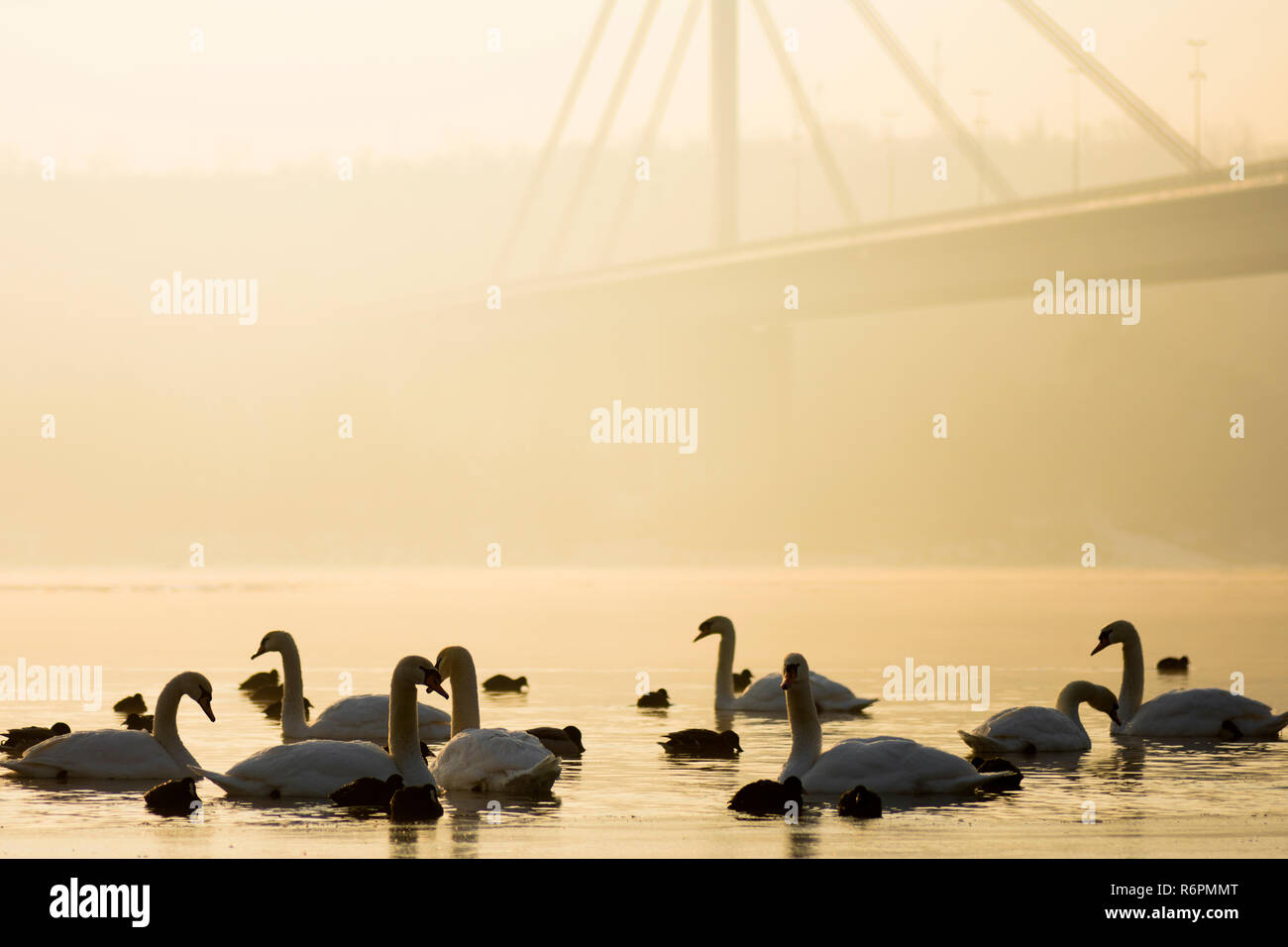 swans in morning fog Stock Photo - Alamy