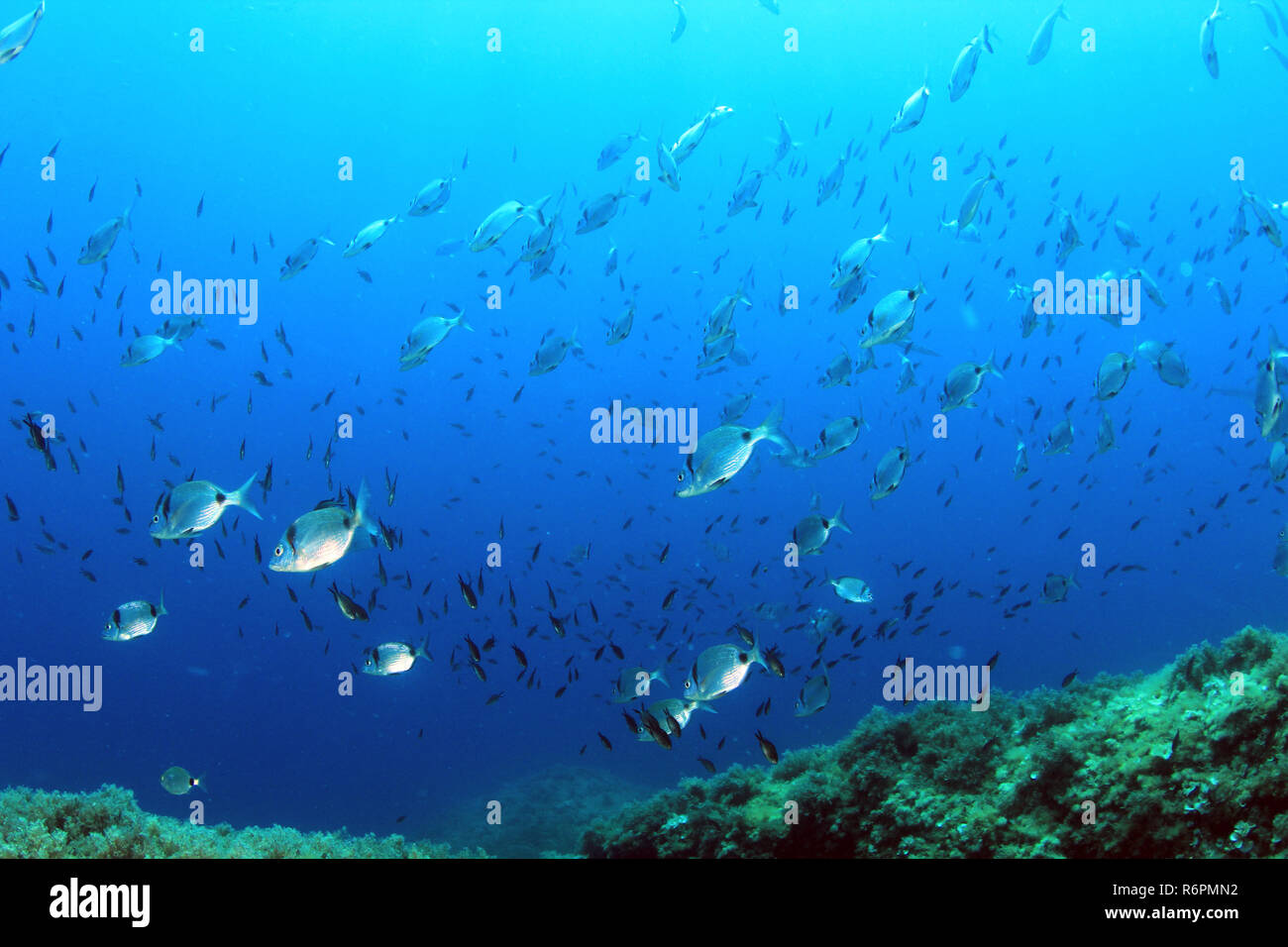 Wild fish Salema / Sarpa salpa in the ocean Stock Photo - Alamy